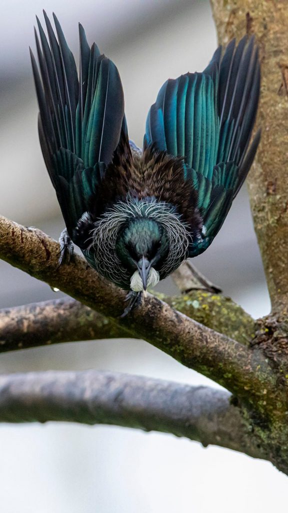 Awesome NZ native birds – Webs of Life